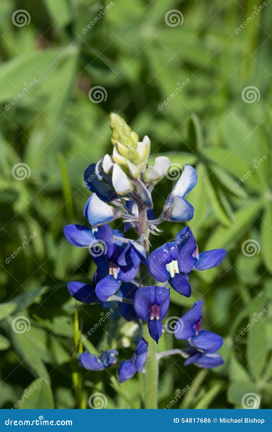 Single Bluebonnet stock photo. Image of blooms, flower - 54817686