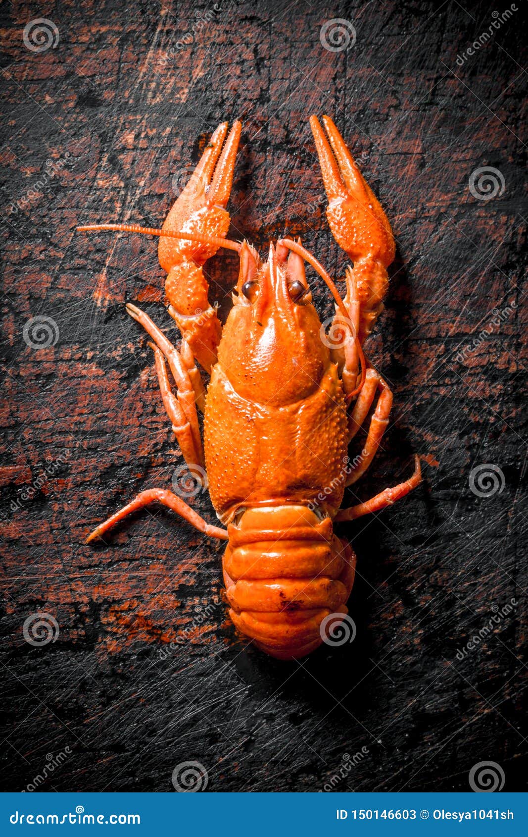 Single boiled crayfish stock image. Image of healthy - 150146603