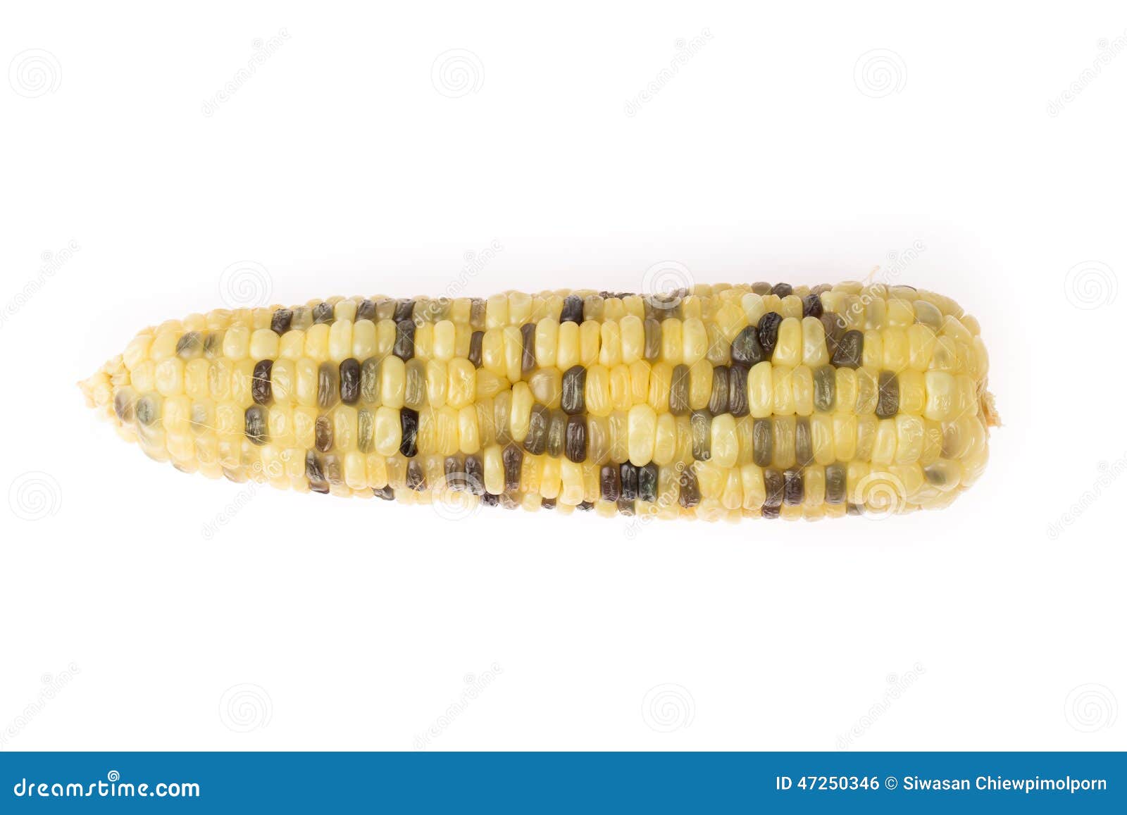 Single boiled waxy corn stock photo. Image of fresh, natural - 47250346