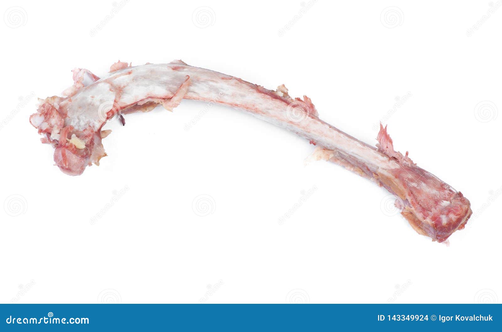 Single bone with flesh stock photo. Image of cutout - 143349924