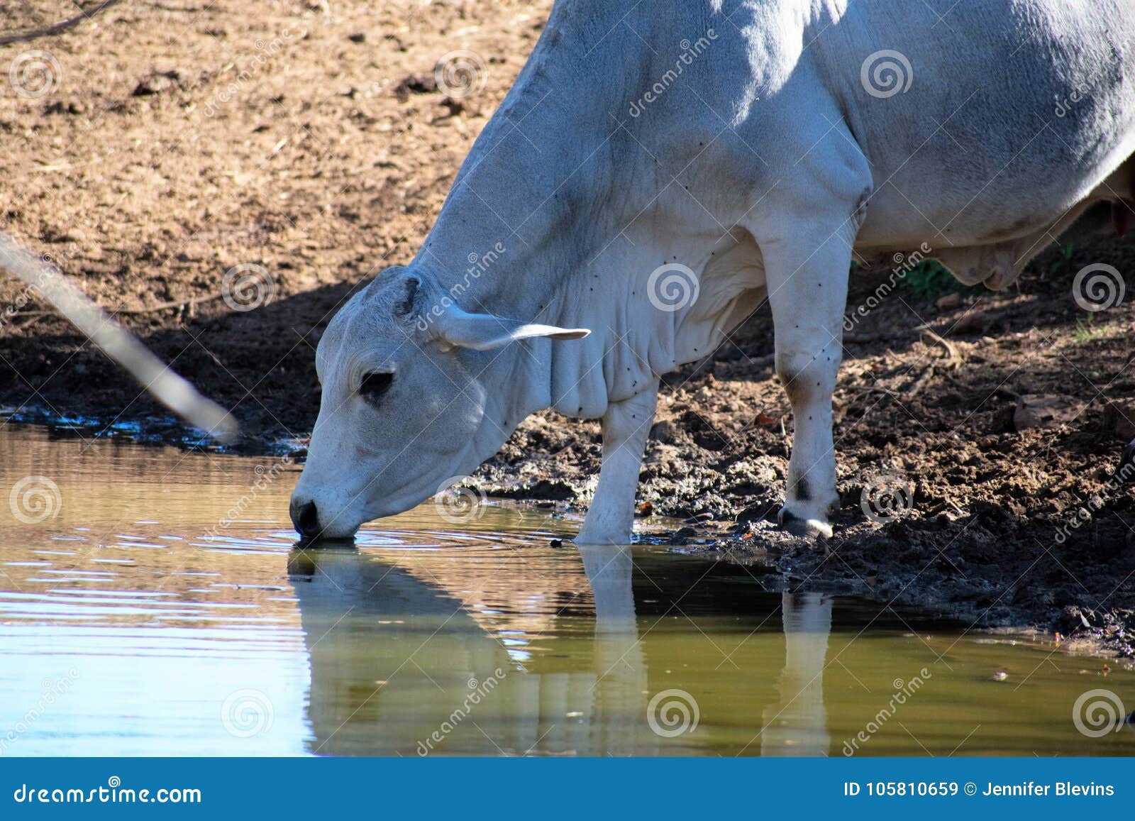 Single Brahma Cow stock image. Image of hair, food, farming - 105810659