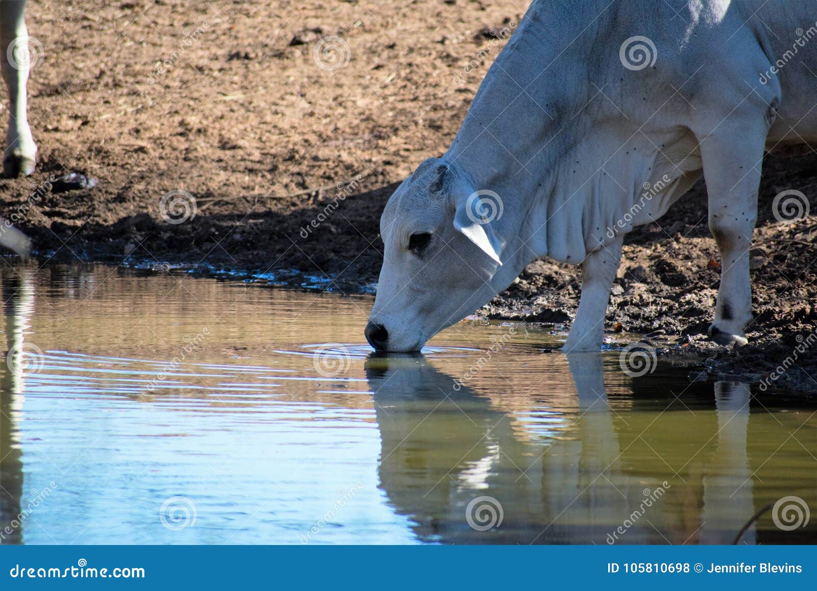 Single Brahma Cow stock photo. Image of brahman, cattle - 105810698