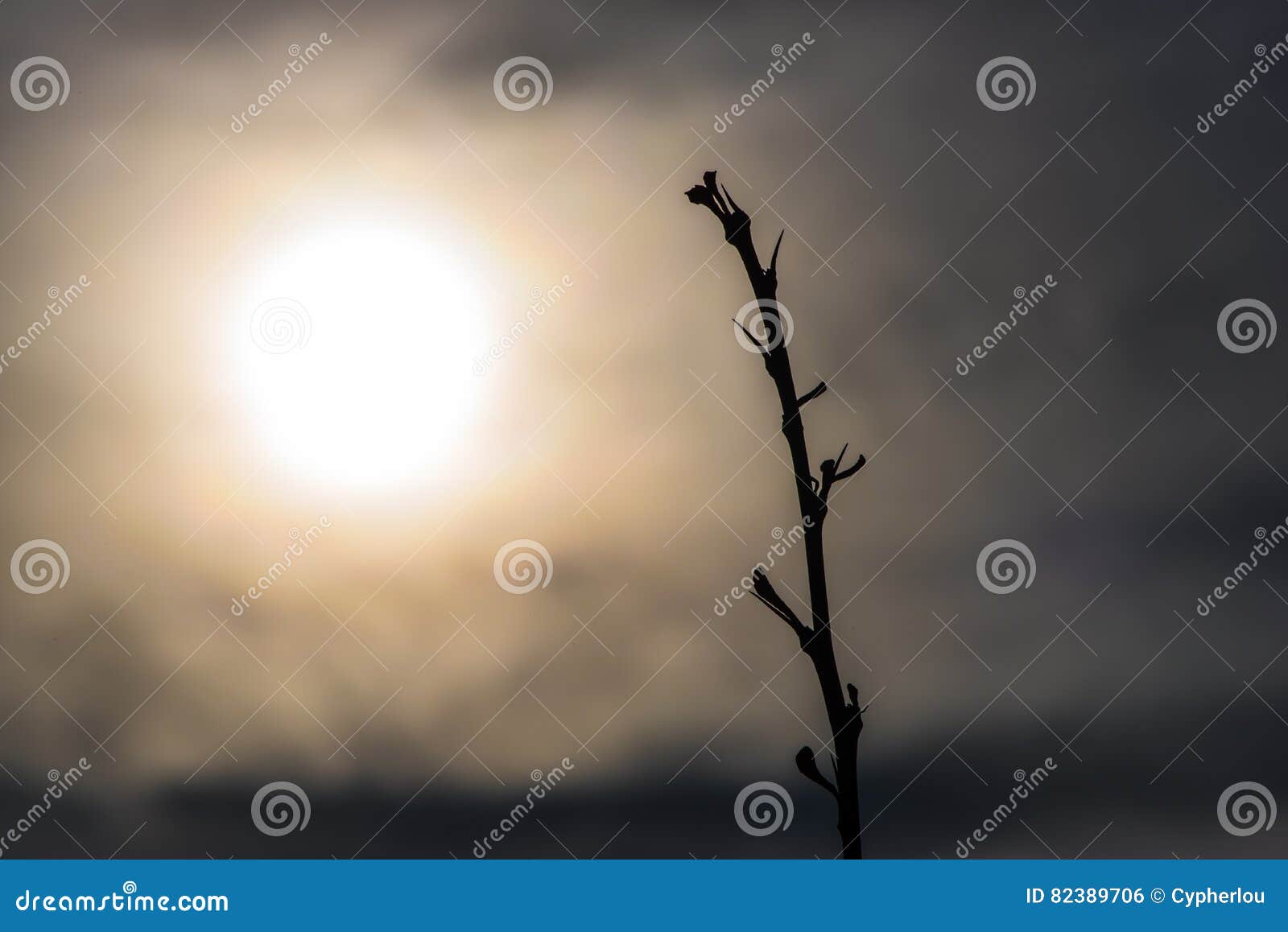Single Branch and Faded Sun Stock Photo - Image of autumn, nature: 82389706