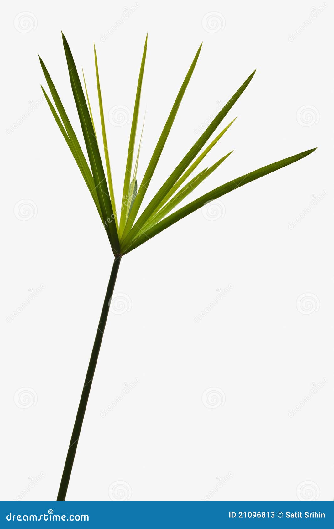 Single Branch of Green Grass Close Up Stock Image - Image of concepts ...