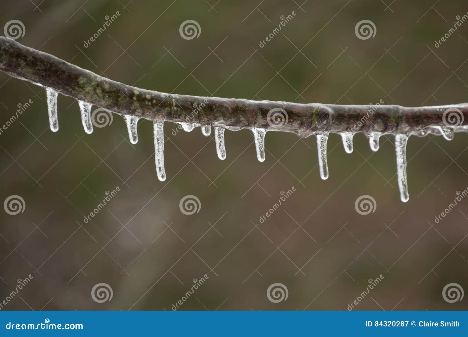 Single Branch with Icicles Dripping after an Ice Storm Stock Image ...