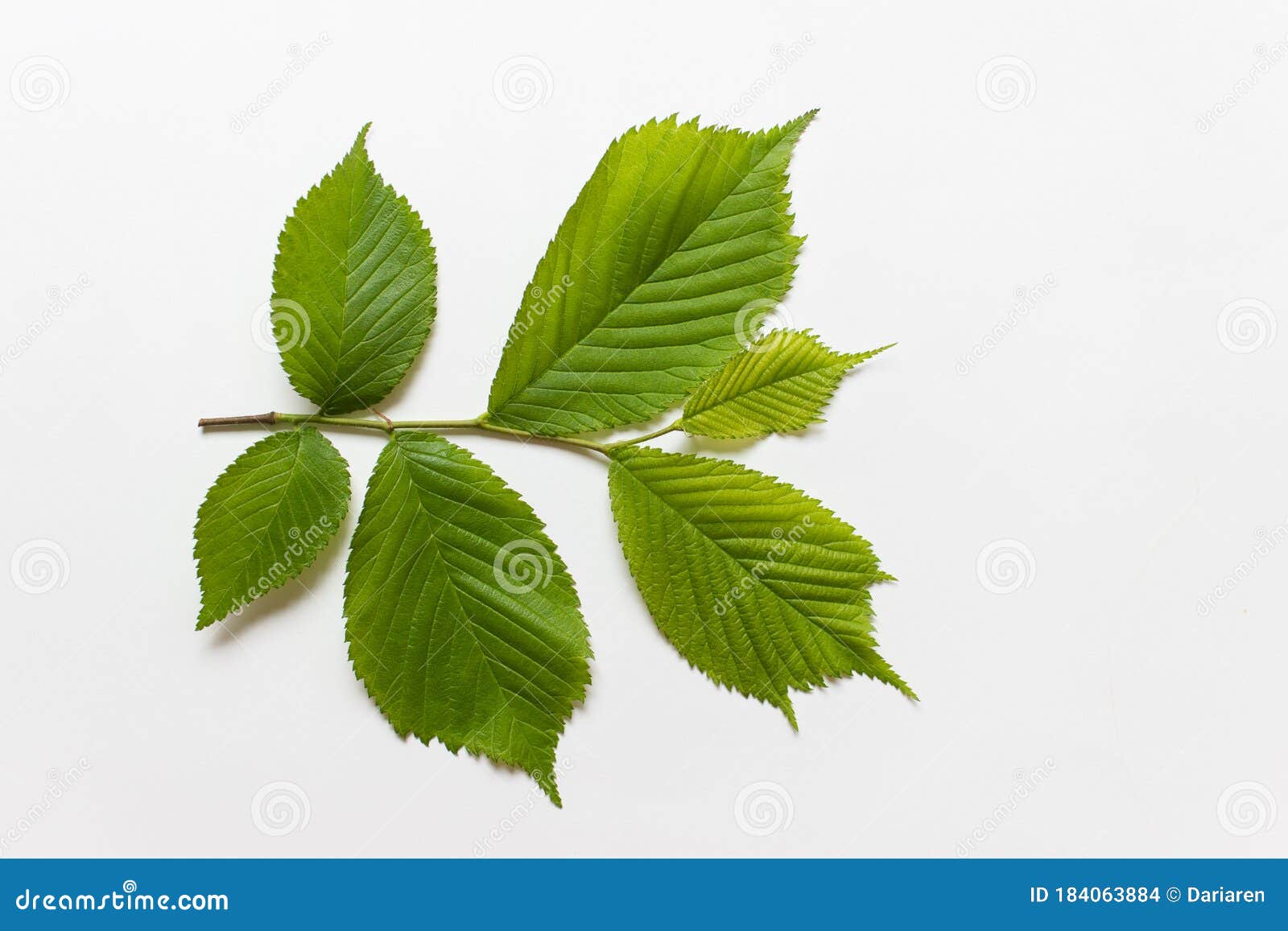 Single Branch with Leaves on White Background Stock Photo - Image of ...