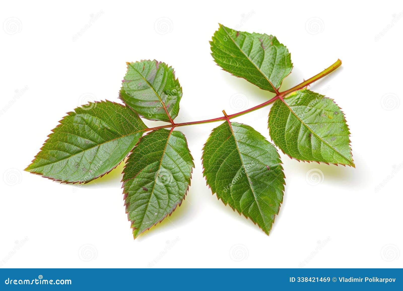 A Single Branch with Lush Green Leaves on a White Background Stock ...