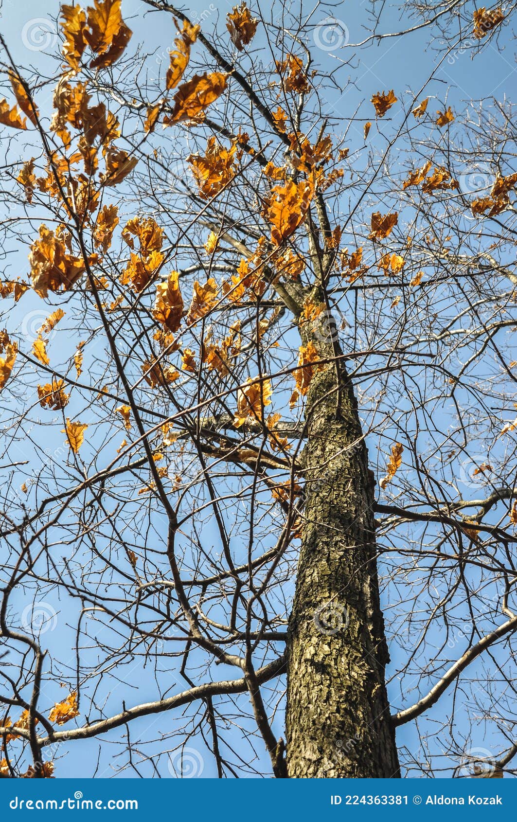 Single Branch of a Maple Tree with Orange Yellow Leaves in the Fall ...