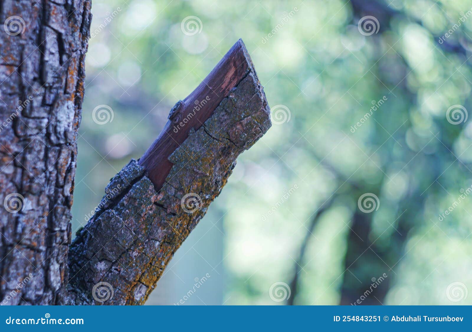 Single Branch Pruned Pine Tree Stock Image - Image of outdoor, season ...