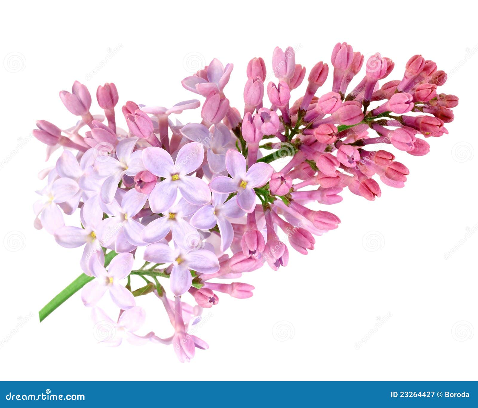 Single Branch of Purple Lilac Stock Image - Image of head, idyllic ...