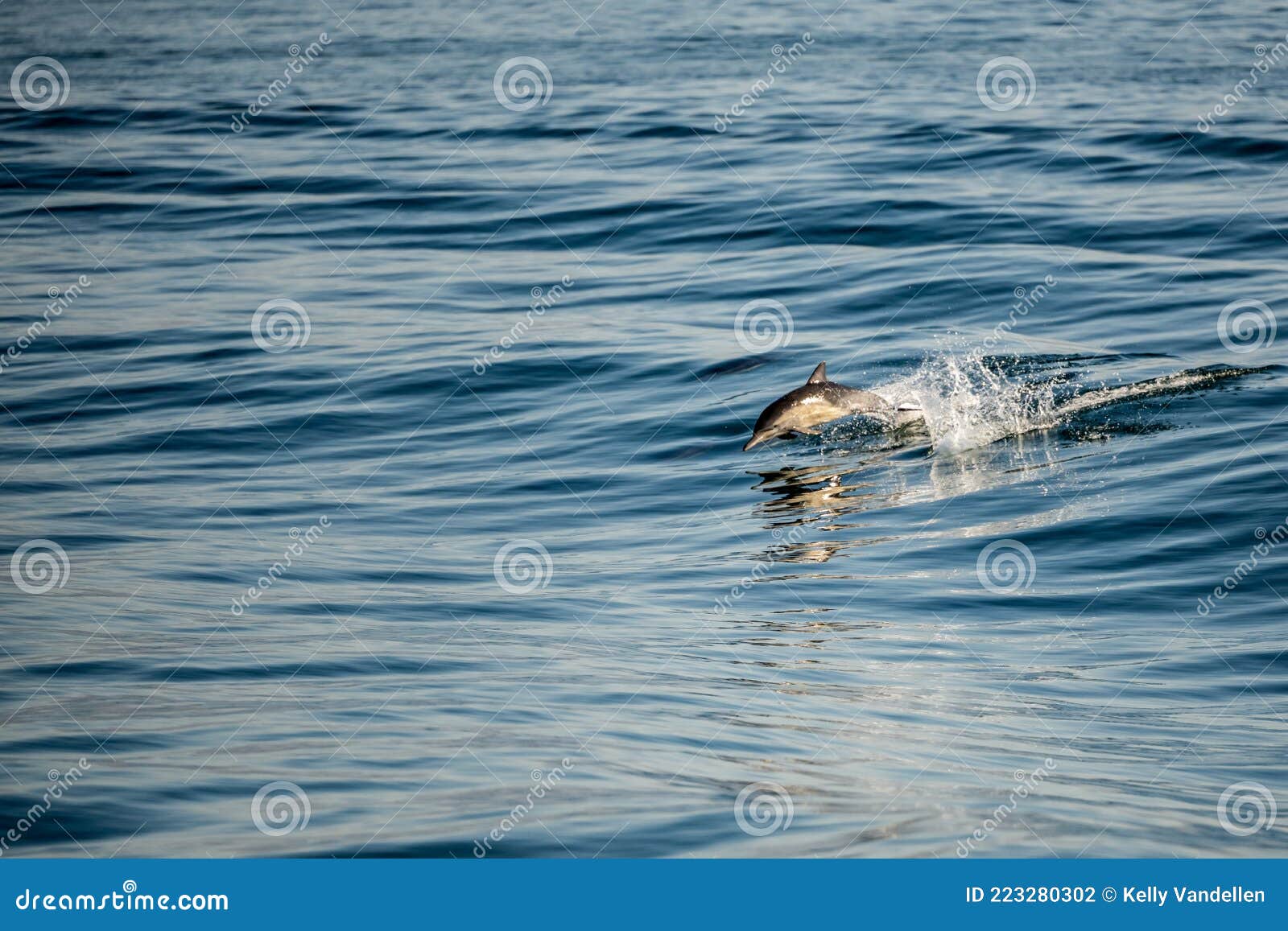 Single Breaching Dolphin Riding a Wave Stock Photo - Image of nose ...