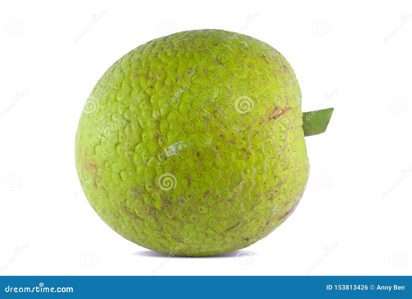 Breadfruit Isolated Cut Out On White Background Royalty-Free Stock ...
