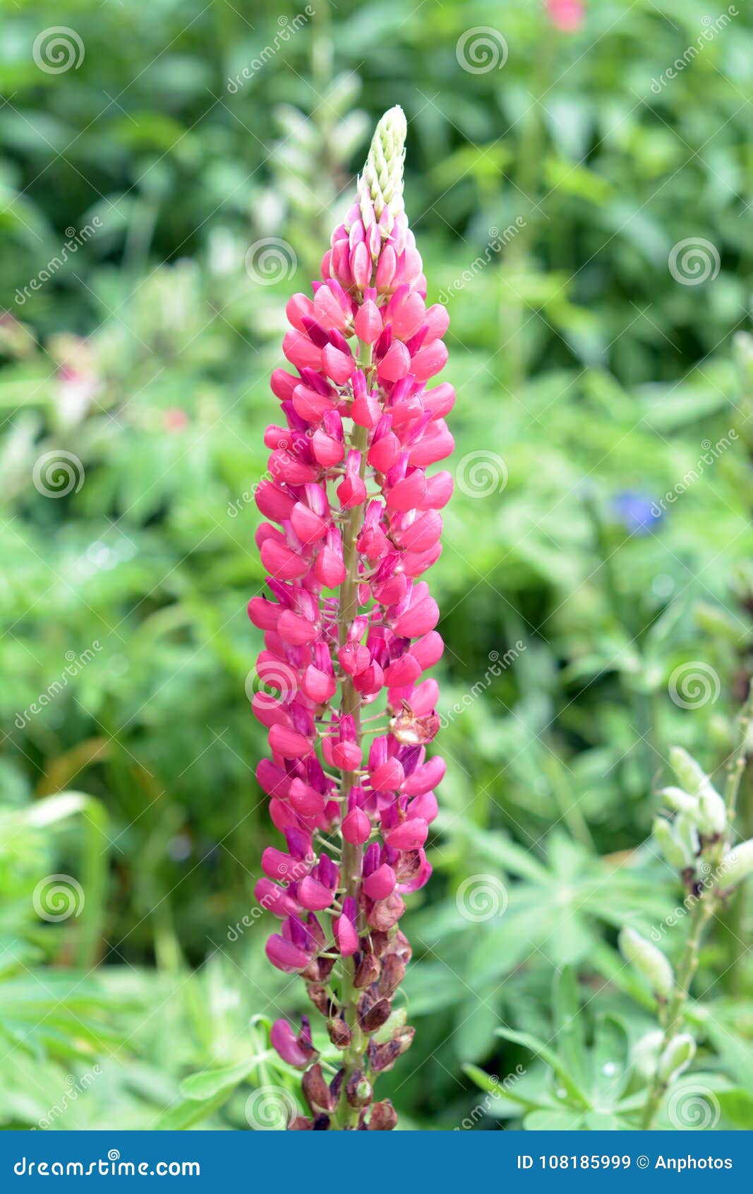 Snapdragon stock image. Image of magenta, garden, single - 108185999