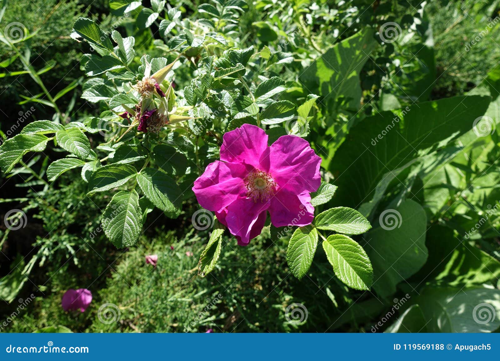 Single Pink Flower of Shining Rose Stock Photo - Image of nature, petal ...