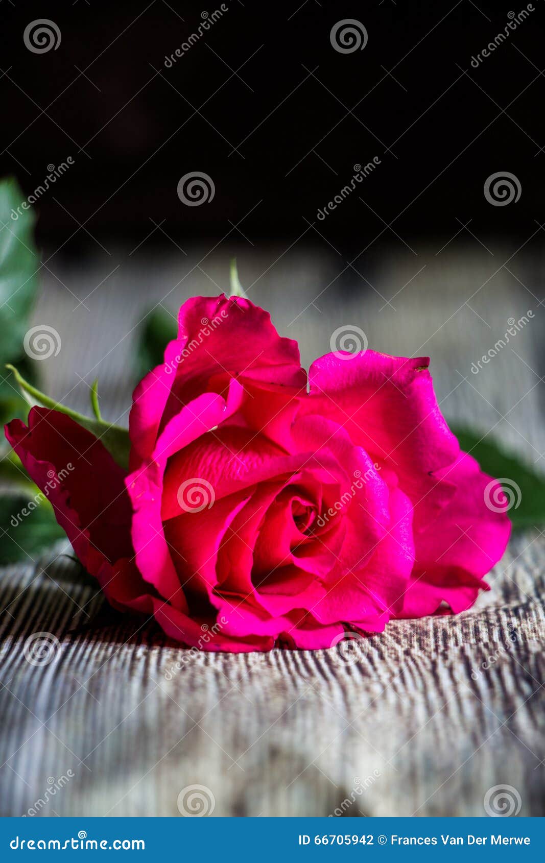 Single bright pink rose stock photo. Image of love, bright - 66705942