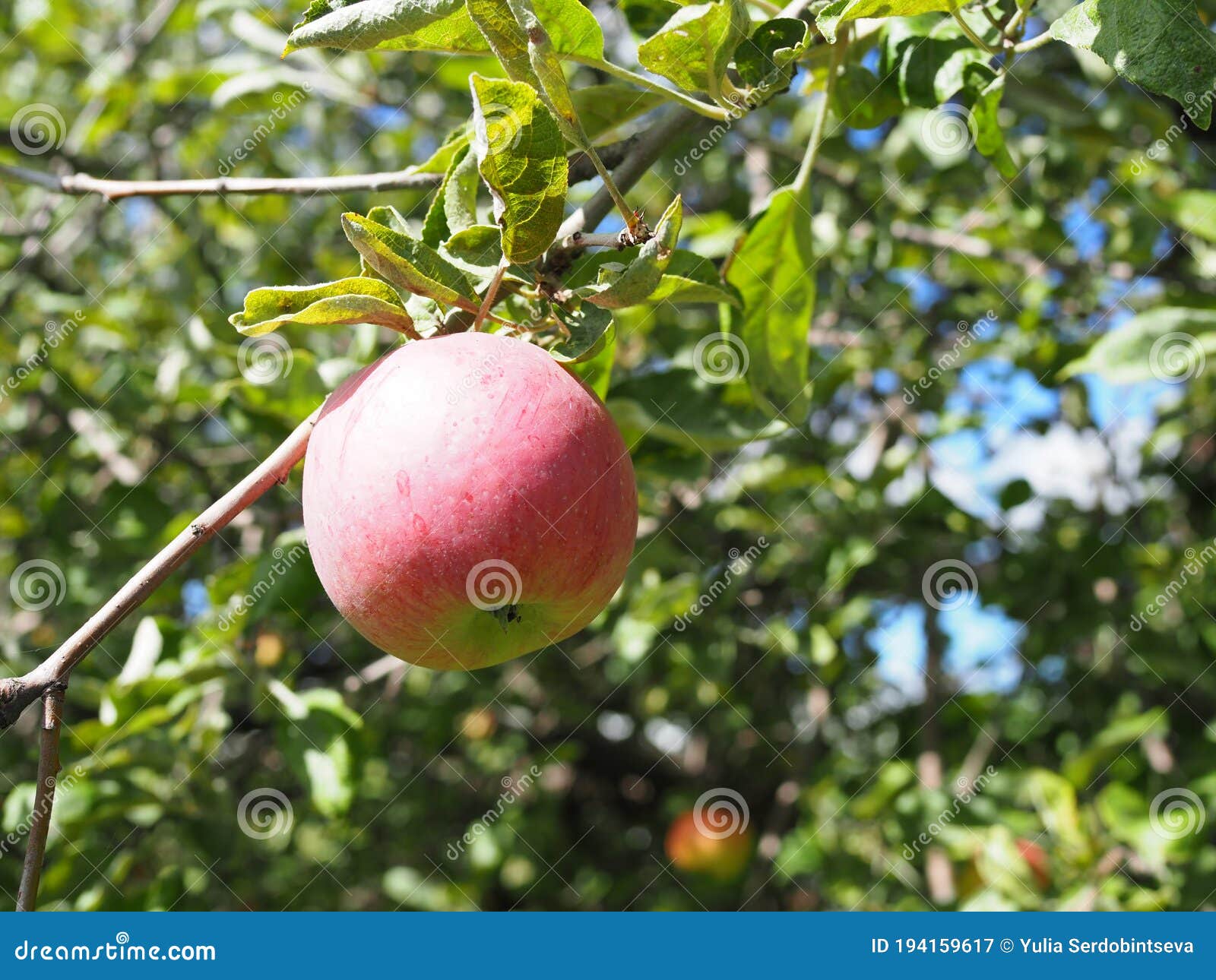 Single Bright Red Apple on a Branch Stock Image - Image of apple ...