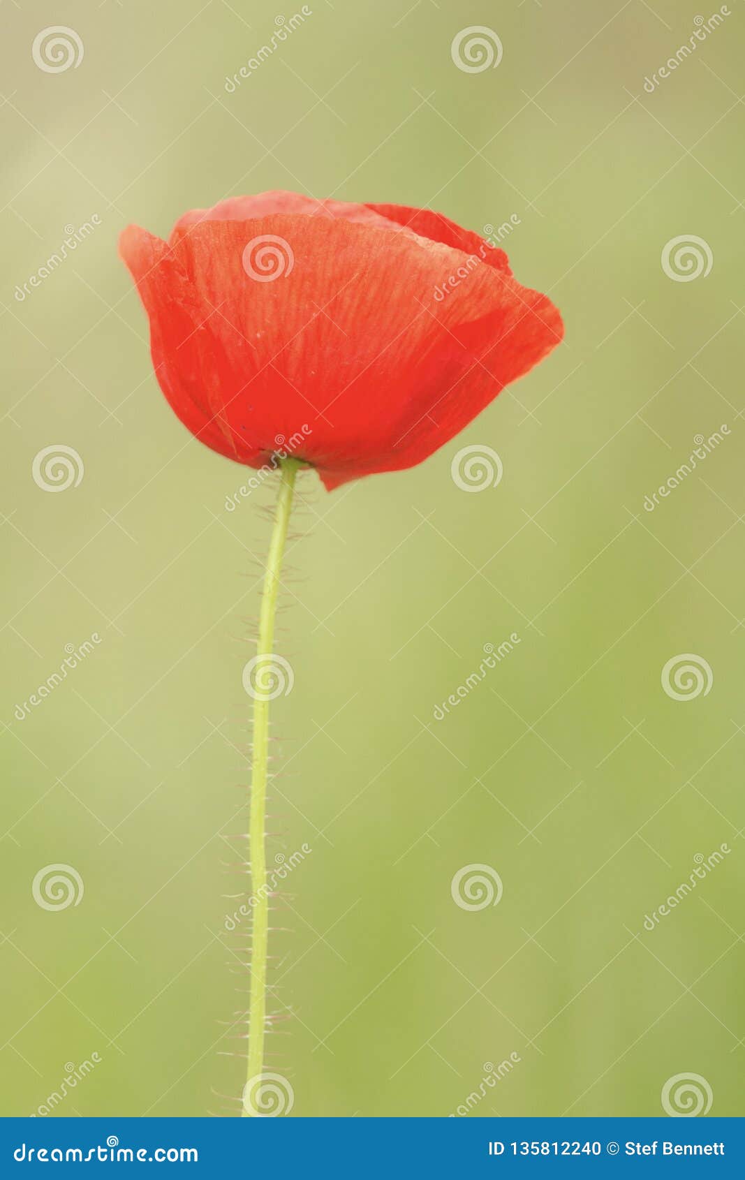 A Single Stem with a Red Poppy Stock Photo - Image of lined, natural ...