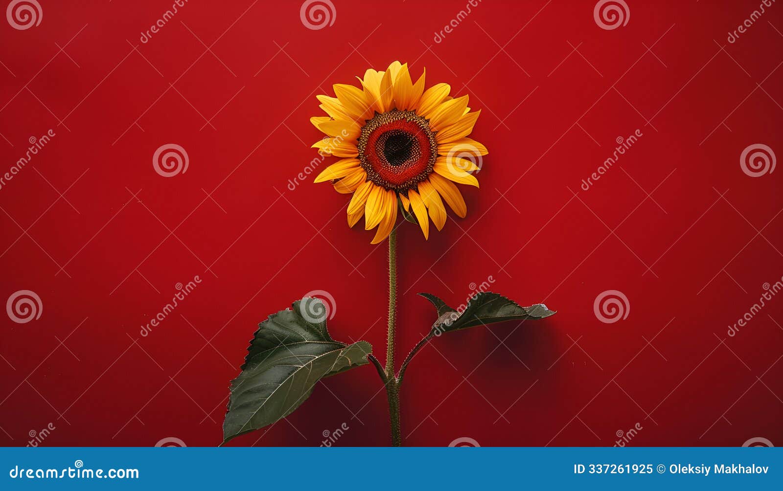 Single Bright Sunflower Against Bold Red Backdrop Stock Illustration ...