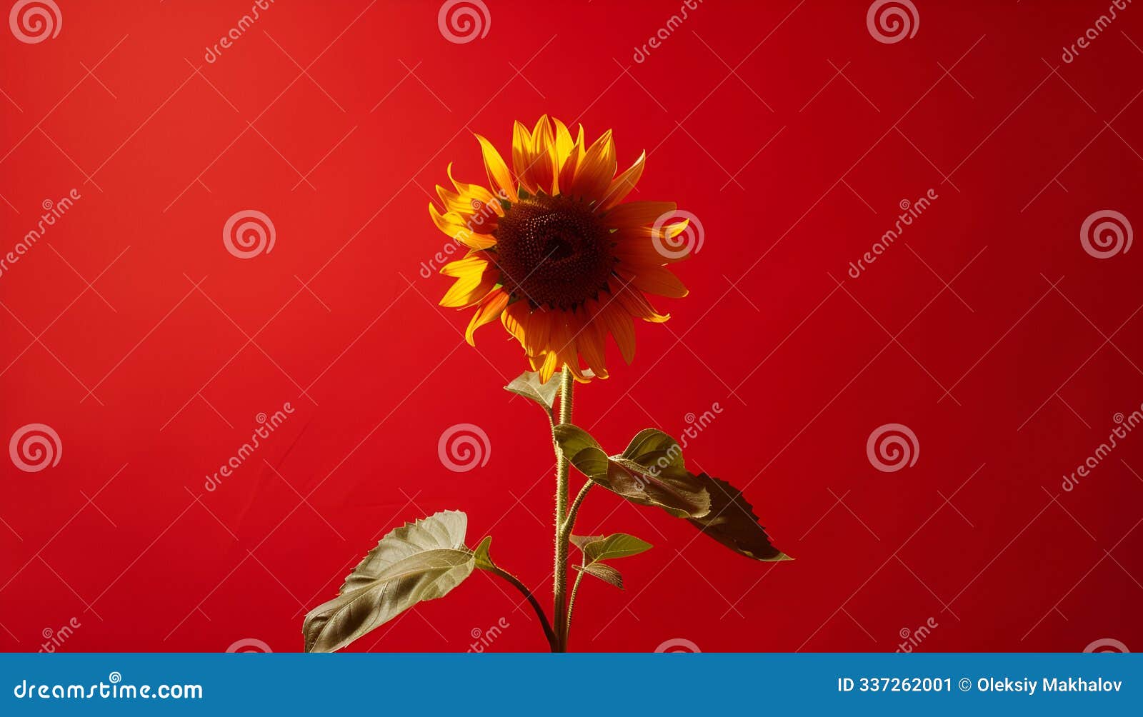 Single Bright Sunflower Against Bold Red Backdrop Stock Illustration ...
