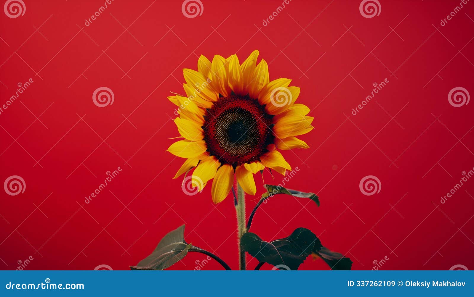 Single Bright Sunflower Against Bold Red Backdrop Stock Illustration ...