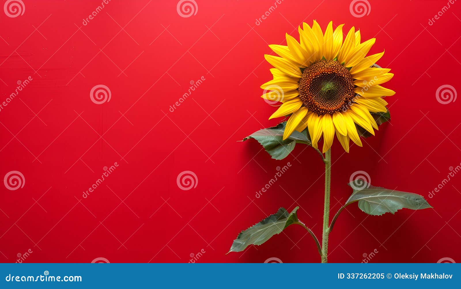 Single Bright Sunflower Against Bold Red Backdrop Stock Illustration ...