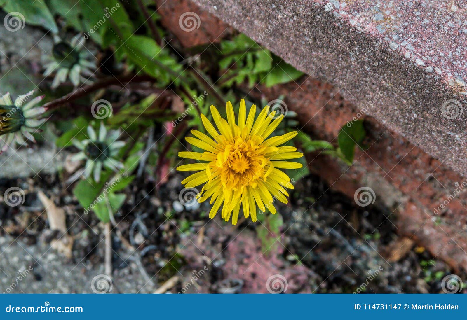 Single Dandelion stock image. Image of flower, stems - 114731147