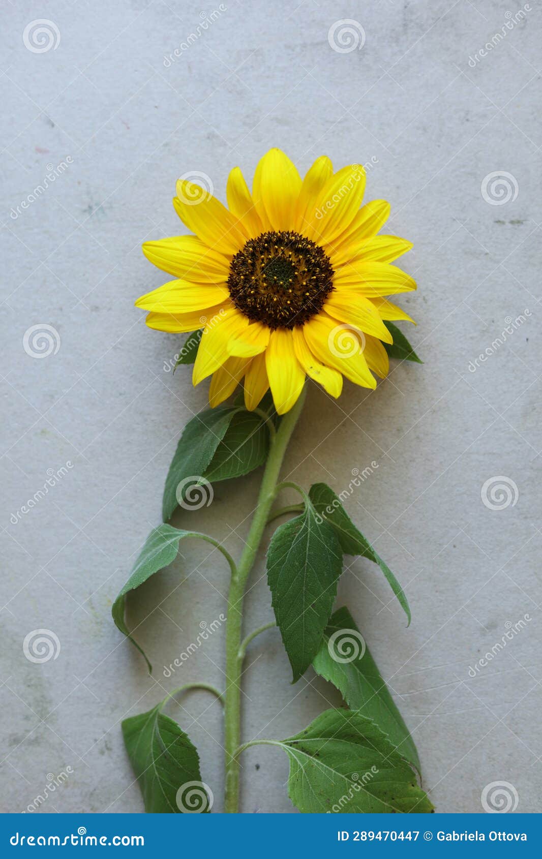 Single Bright Yellow Sunflower on a Pastel Colored Background Stock ...