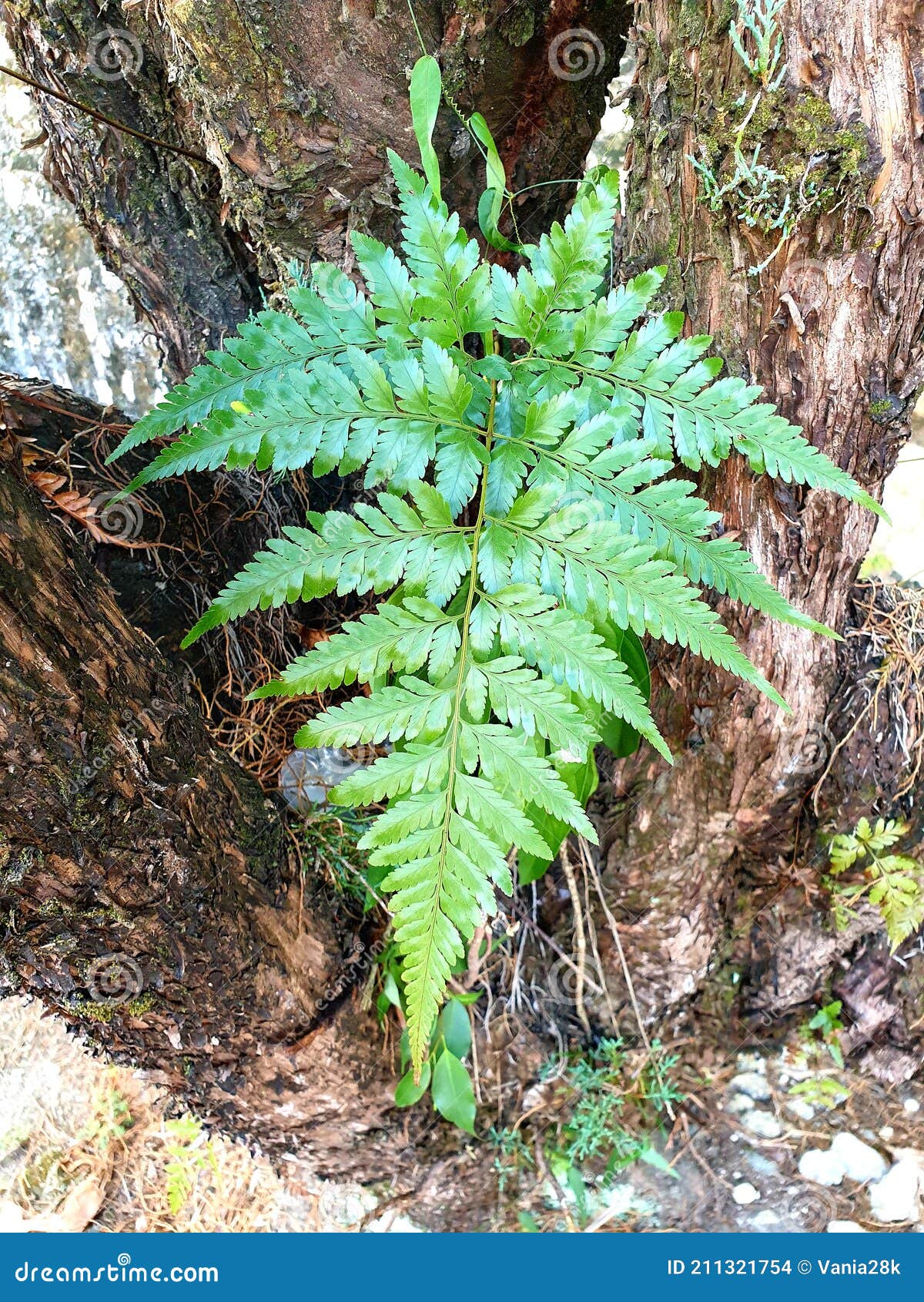 A Single Broad Beech Fern or Phegopteris Hexagonoptera. a Common Fern ...