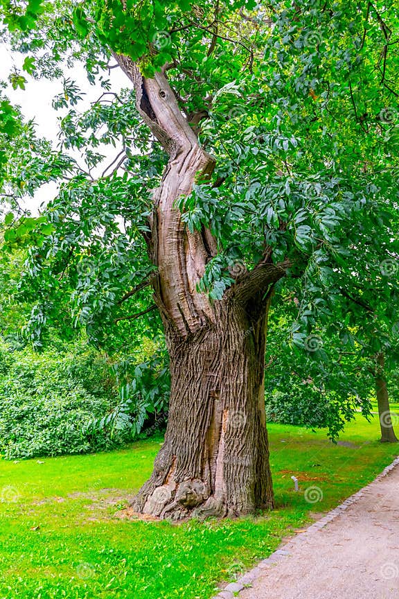 Broadleaf Tree with Large Tree Trunk Stock Image - Image of broadleaf ...