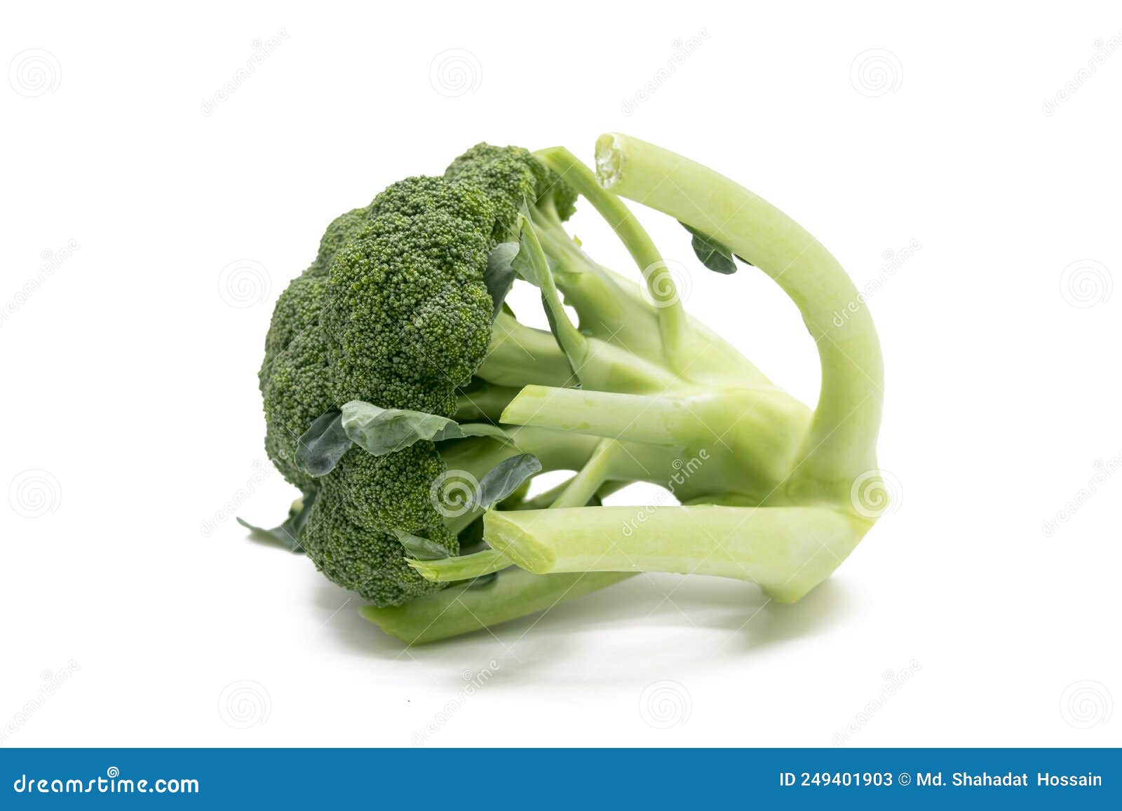 A Single Broccoli Isolated on White Background Stock Image - Image of ...