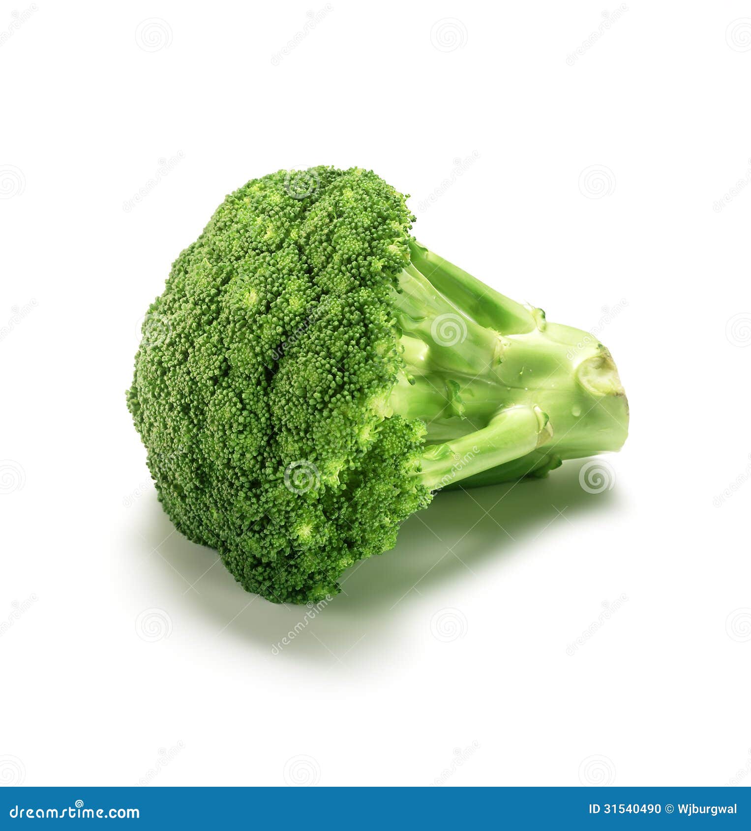 Single broccoli stock photo. Image of single, branch - 31540490