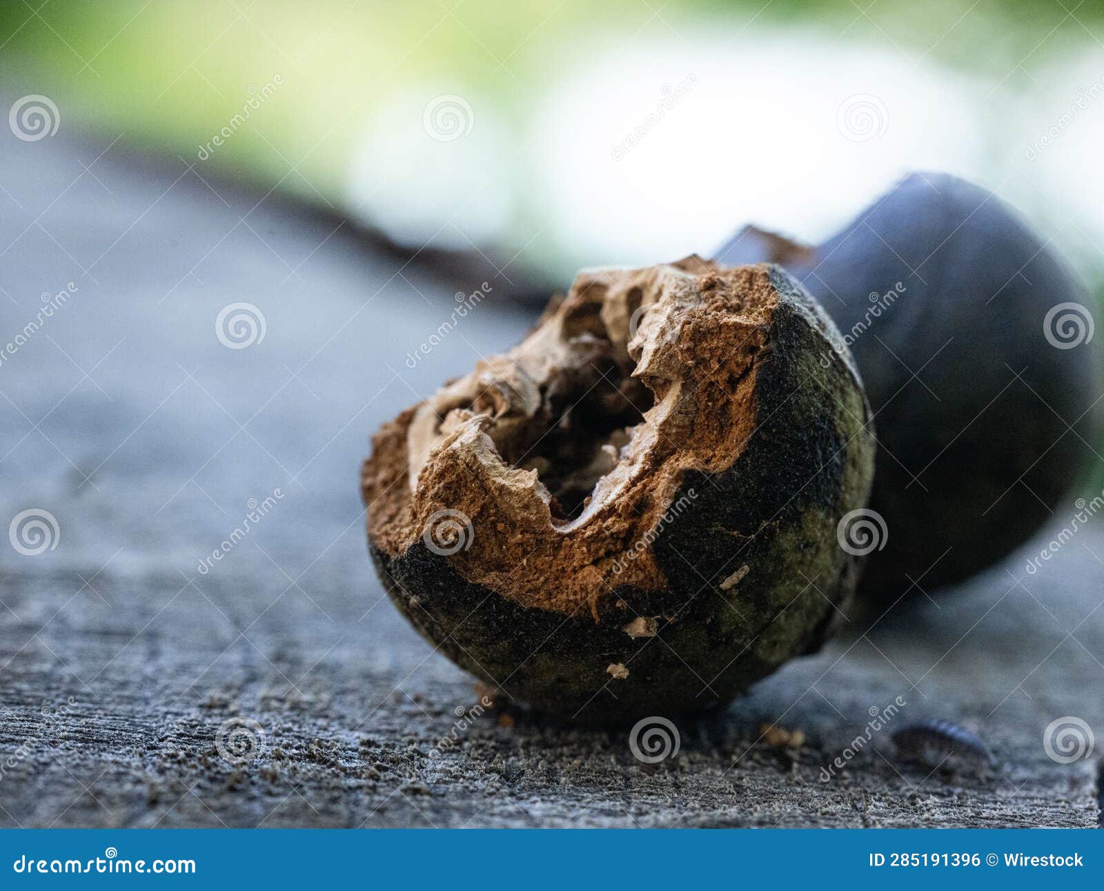 Single, Broken Coconut on the Ground Stock Photo - Image of outdoor ...