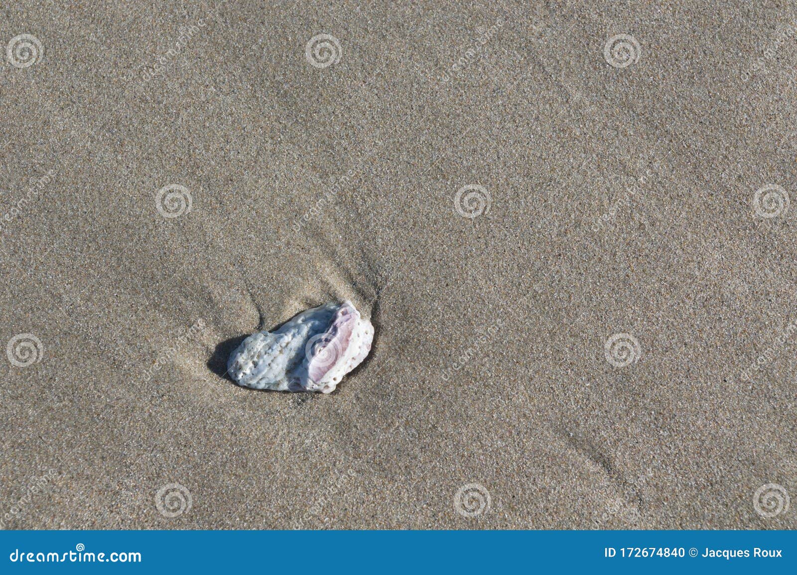 Single Broken Shell on Wet Beach Sand Stock Photo - Image of washes ...
