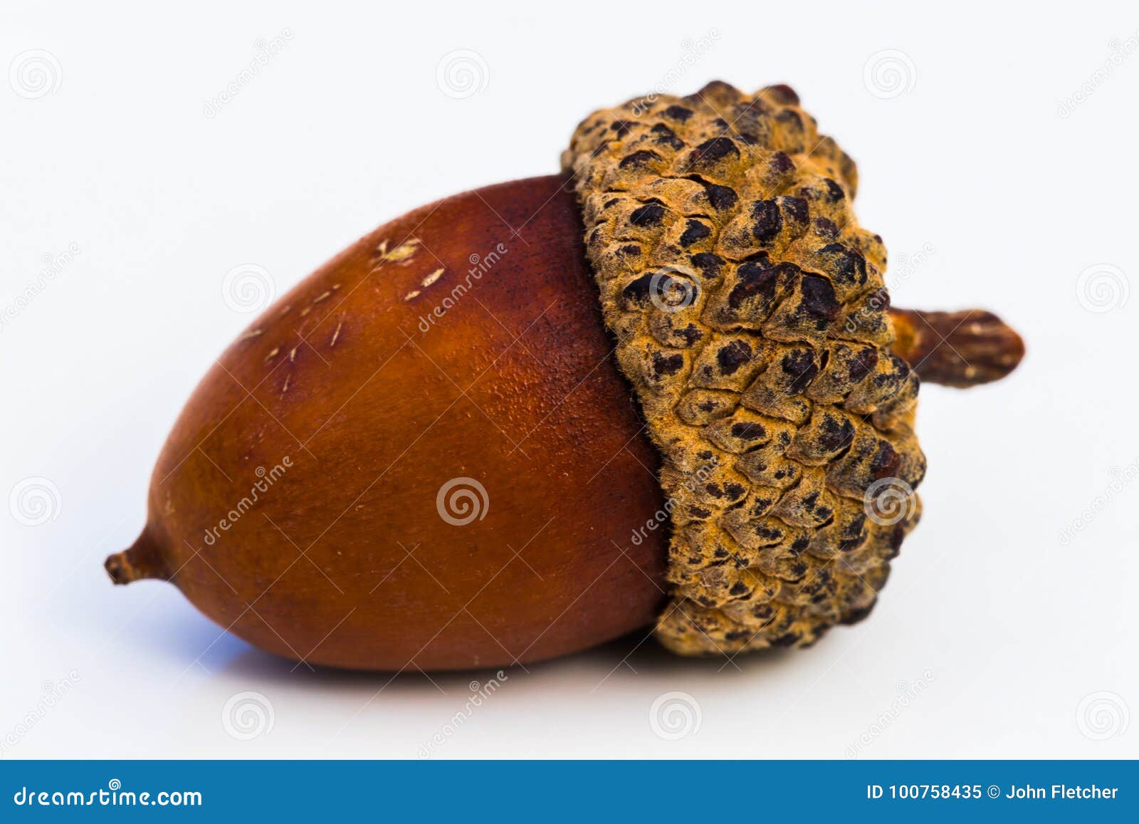 Single Brown Acorn Macro stock image. Image of close - 100758435