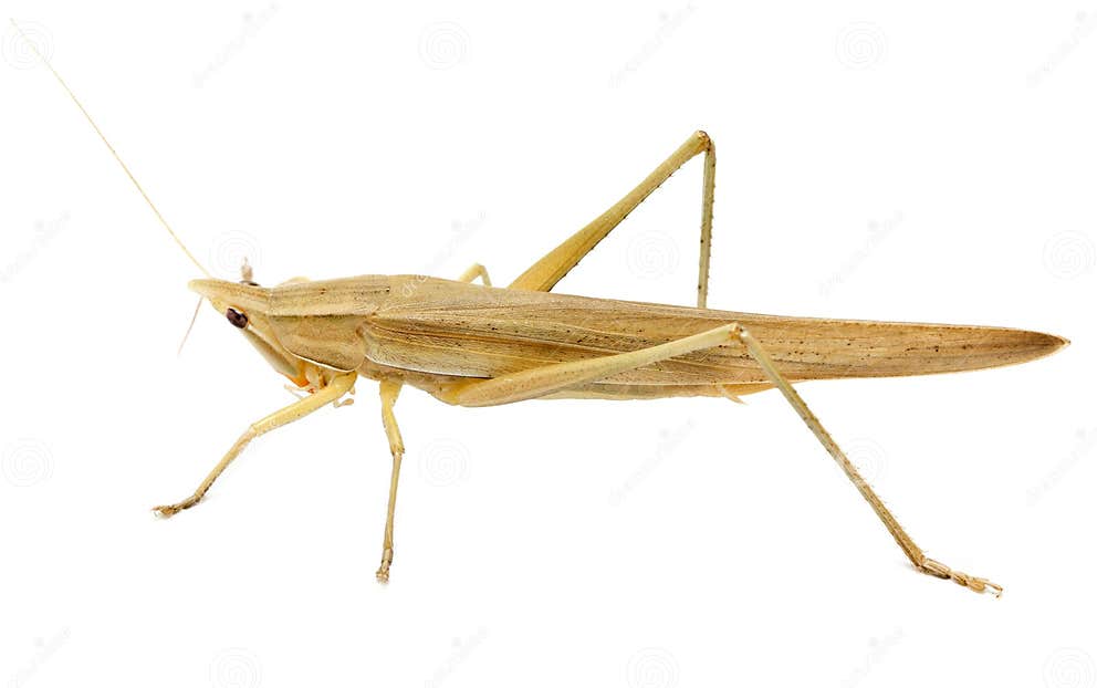 Single Brown Grasshopper. stock photo. Image of insect - 48048210