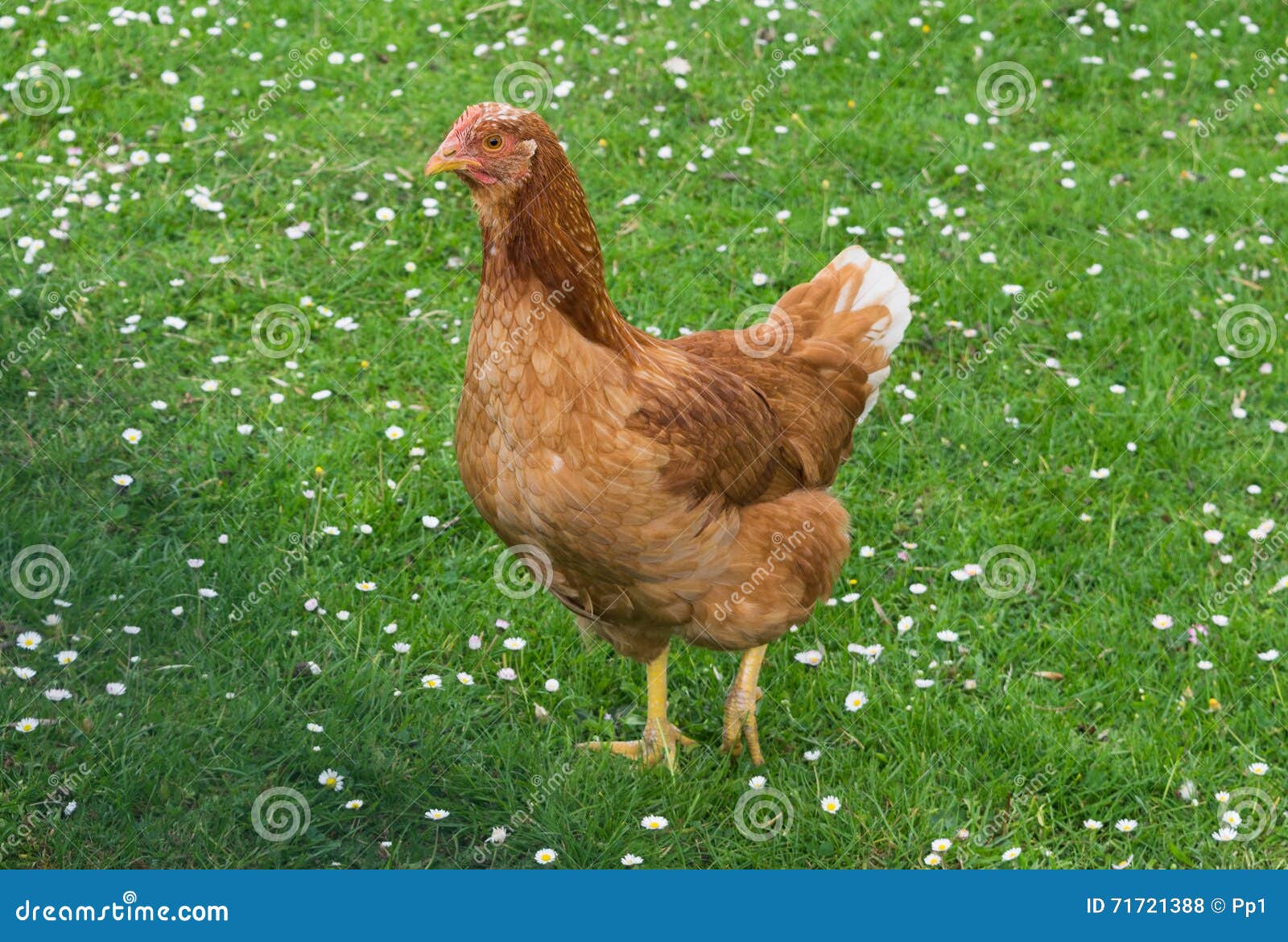 Single Brown Hen on Green Meadow Pasture Daisy Stock Photo - Image of ...