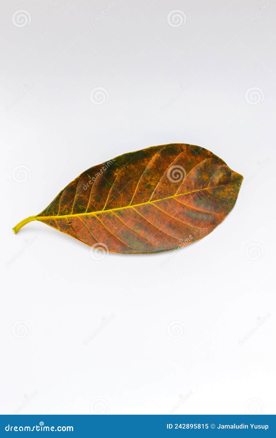 Single Brown Jackfruit Leaf Isolated on White Background Stock Image ...