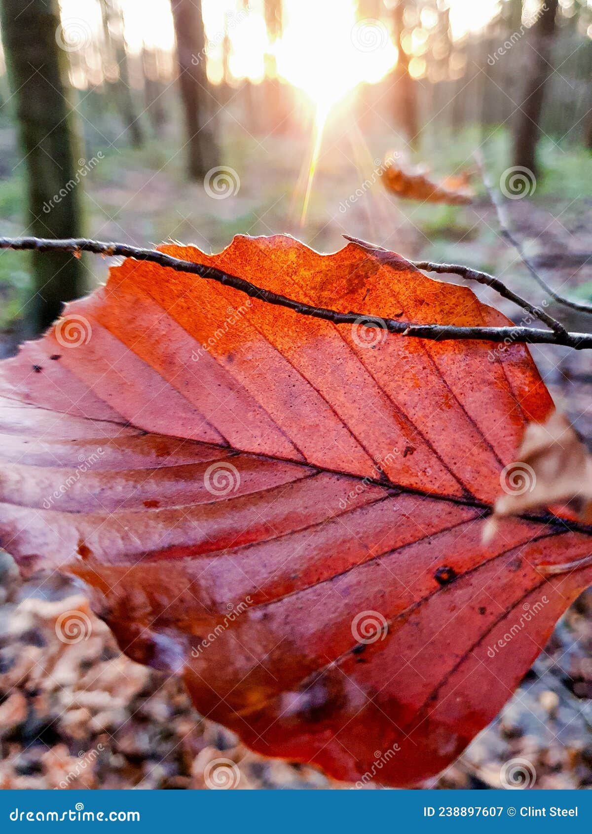 Single Brown Leaf stock image. Image of brown, yellow - 238897607