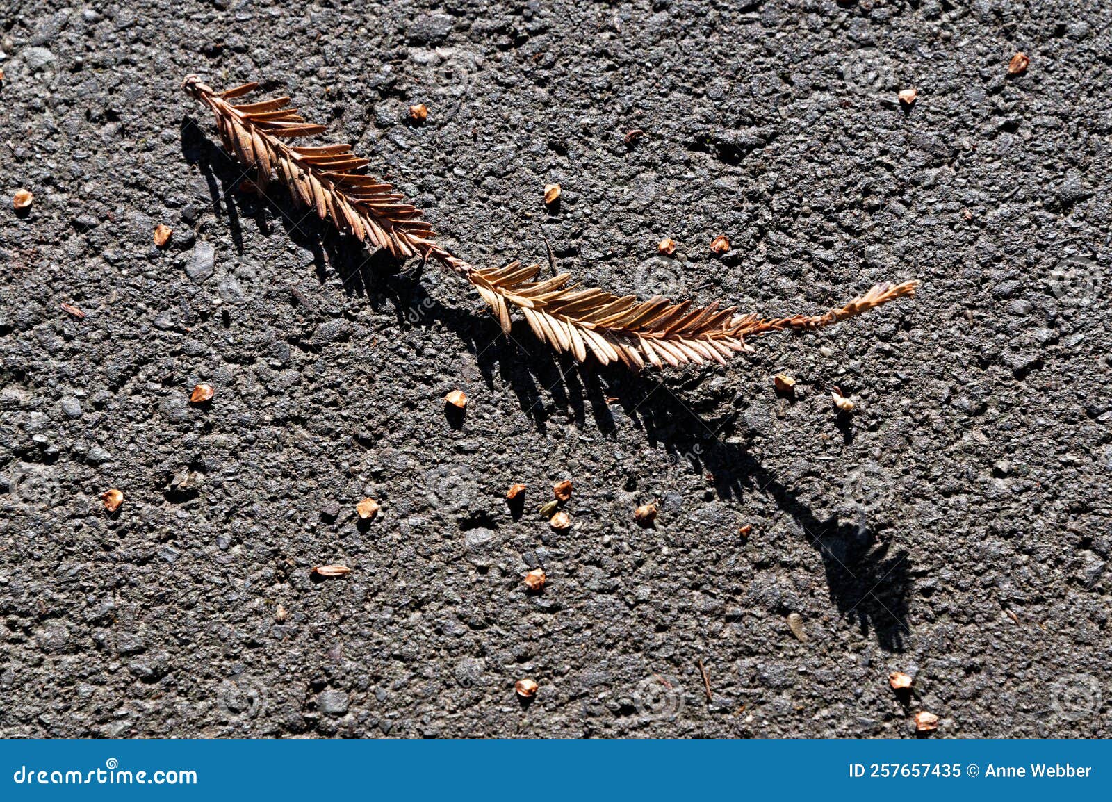 A Single Brown Leave Lies on the Ground Curling Upwards with Its Shadow ...
