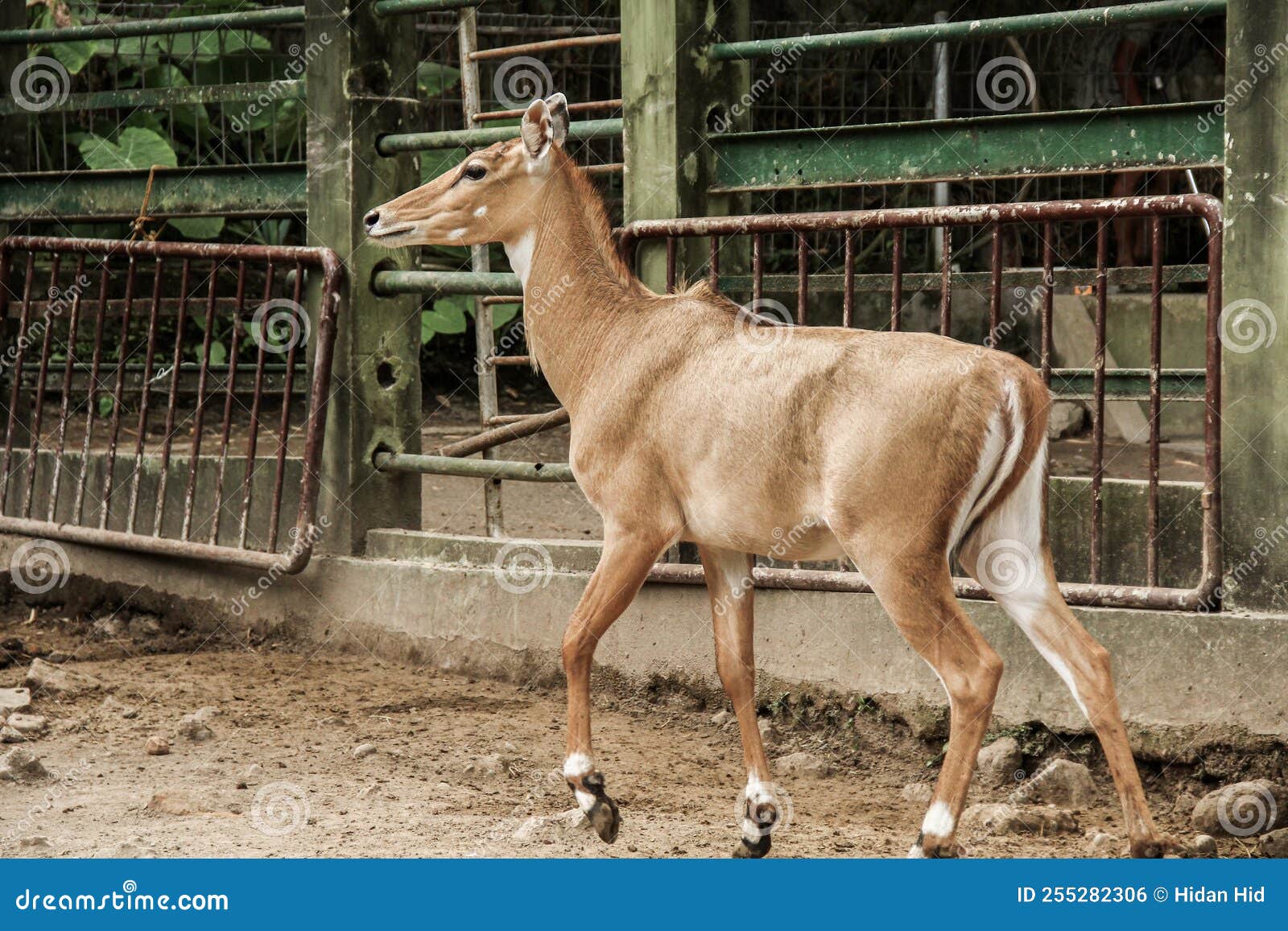 Antelope Nilgai Facing Left Side View Stock Photo - Image of buck ...