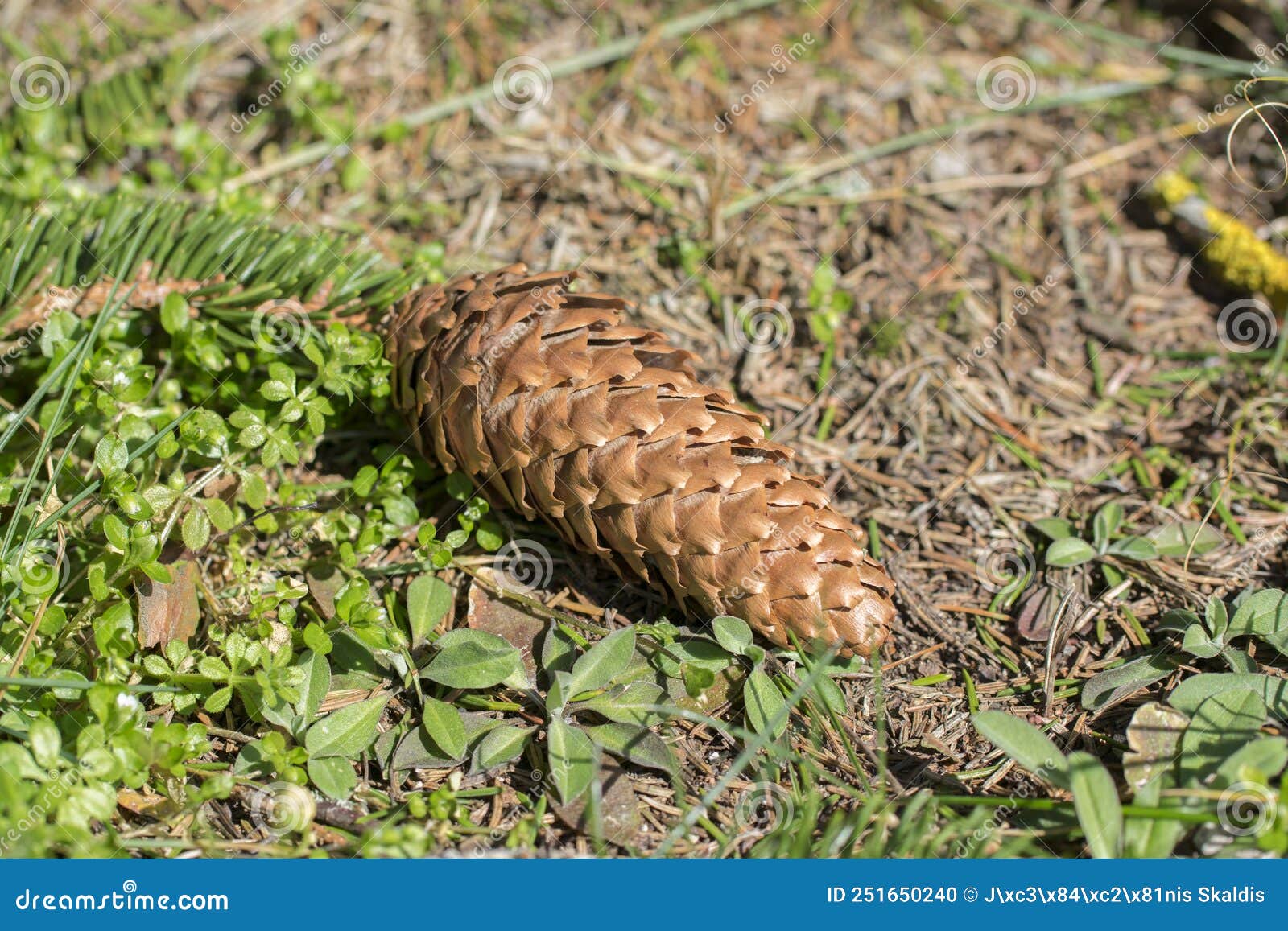 Single Brown Spruce Conifer Cone on the Ground Stock Photo - Image of ...