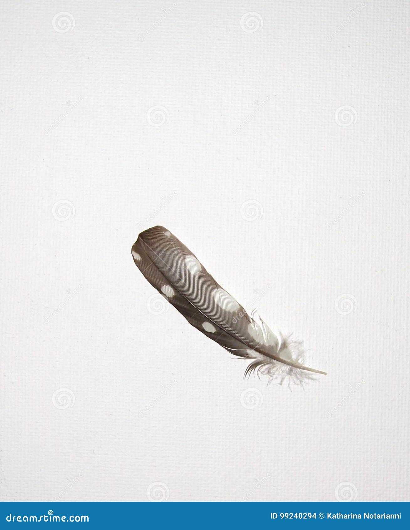 Brown and White Spotted Feather on White Linen Background Stock Photo ...