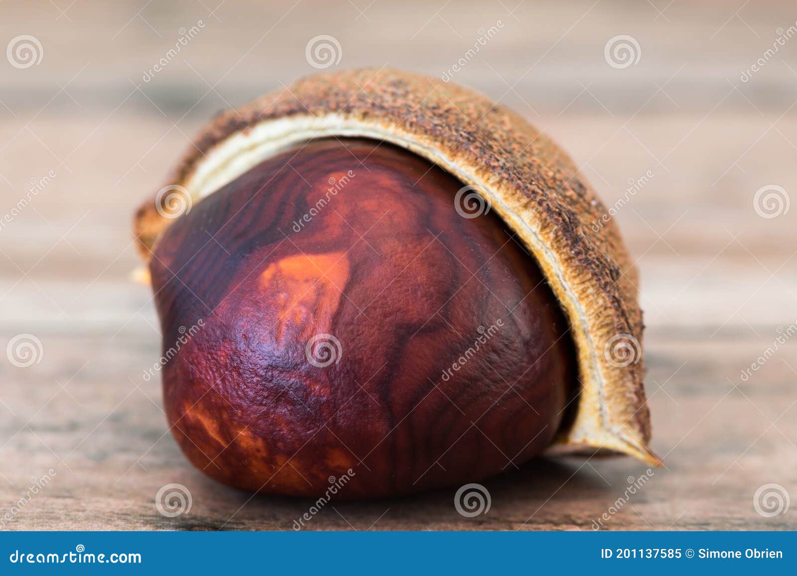 Single Buckeye Chestnut in Shell. Fresh Conkers on Wood Background ...
