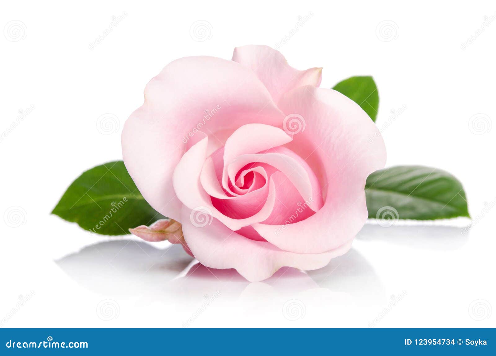 Single bud of pink rose stock photo. Image of nature - 123954734