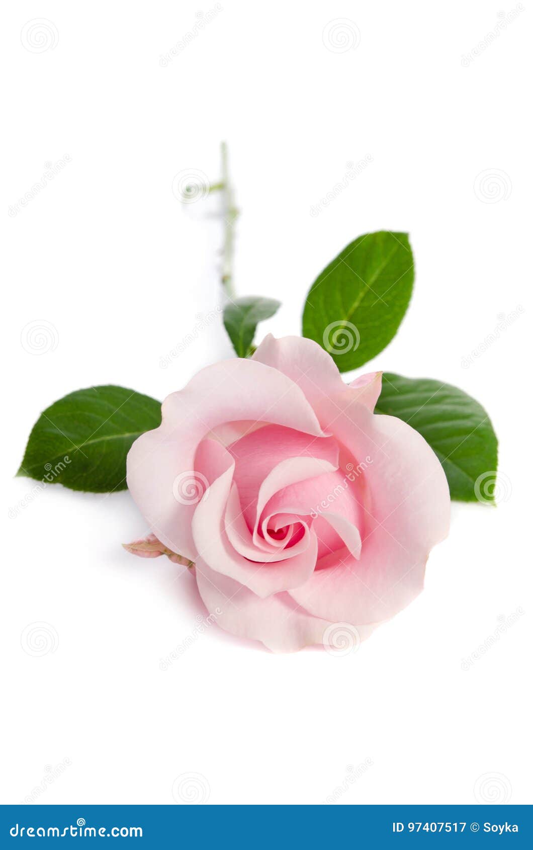 Single bud of pink rose stock image. Image of celebration - 97407517