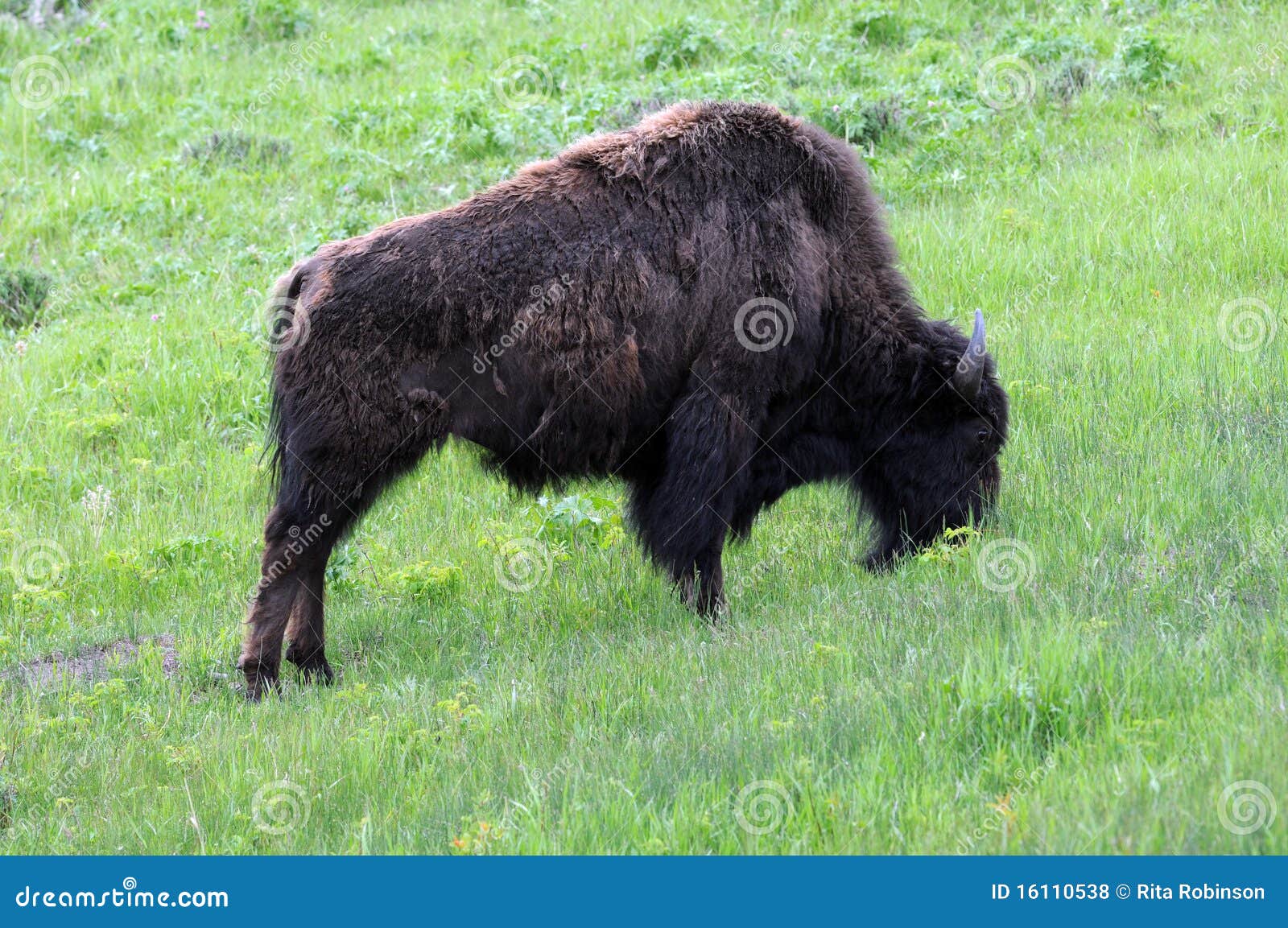 Single buffalo stock photo. Image of outside, west, horns - 16110538