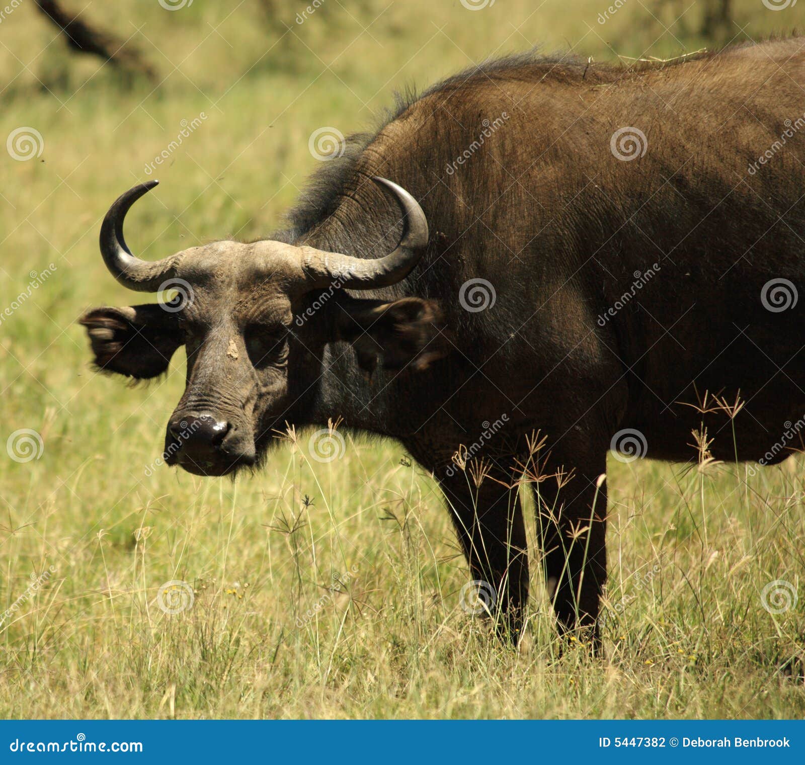 Single Buffalo Picture. Image: 5447382
