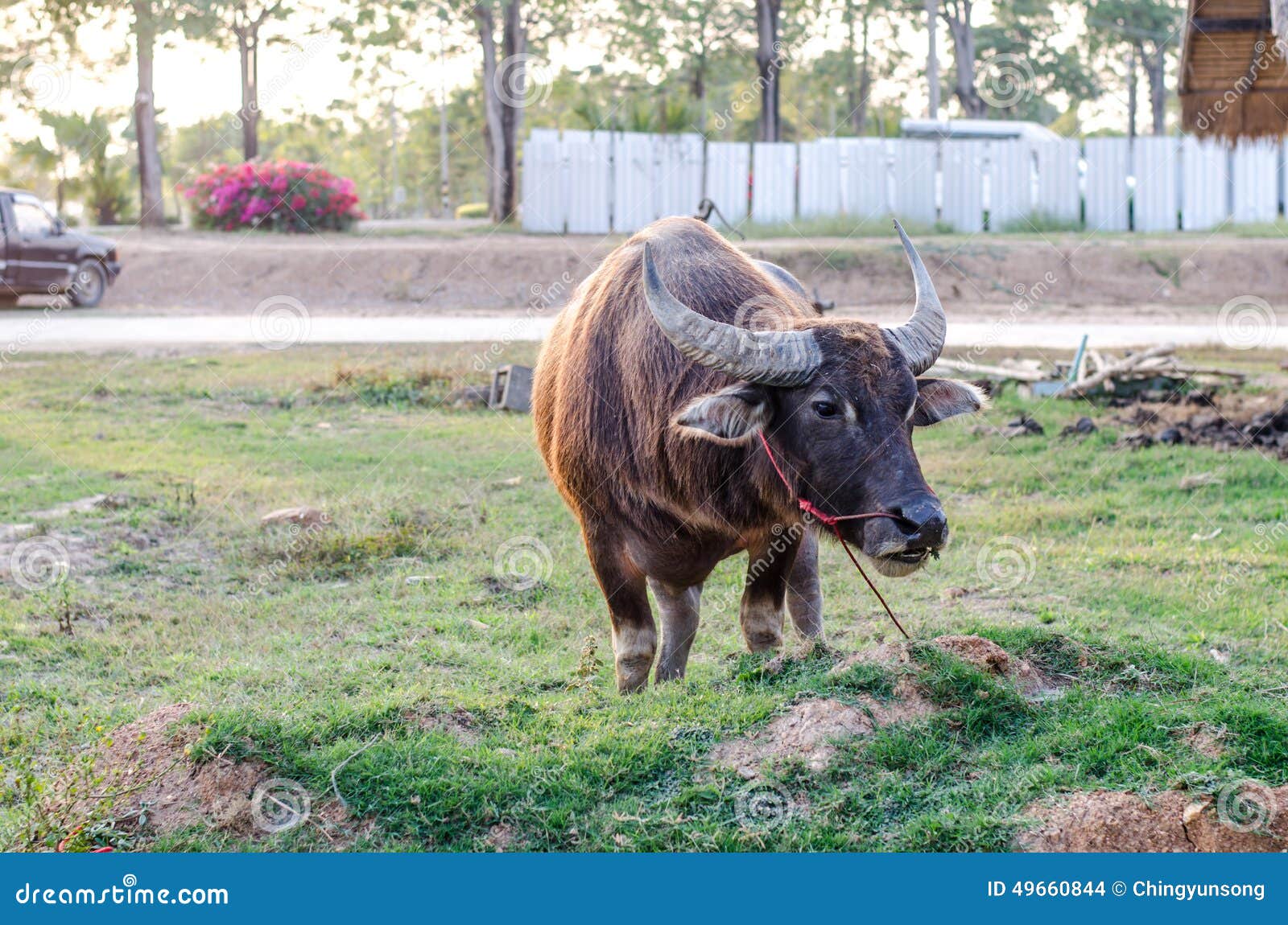 Single Buffalo Bind Standing on the Field Stock Photo - Image of muscle ...