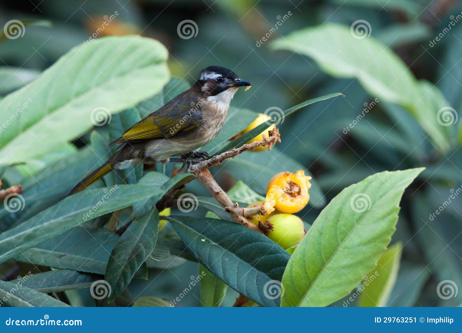 Red Vented Bird A Common City Bird In India Also Known As Bulbul ...