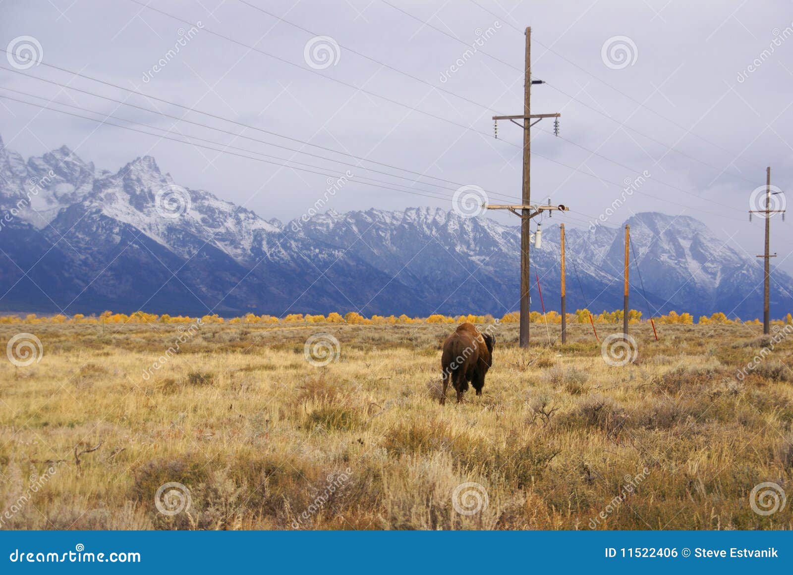 Single bull bison stock photo. Image of fall, wild, mammal - 11522406